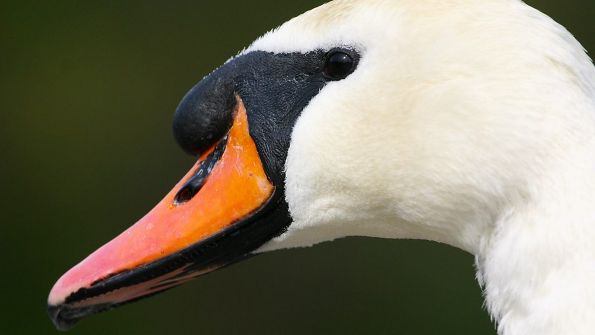 BBC Radio 4 Extra - Elizabeth Taylor - Swan Moving