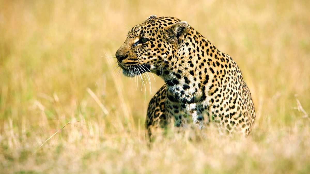 BBC Radio 4 Extra - Just So Science, Series 1, 2. How the Leopard got ...