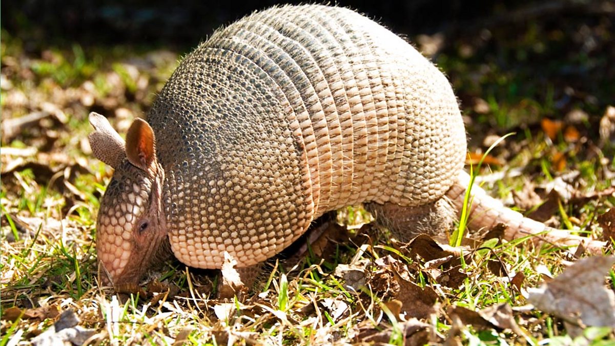 BBC Radio 4 Extra - Just So Science, Series 1, 3. The Beginning of the Armadillos