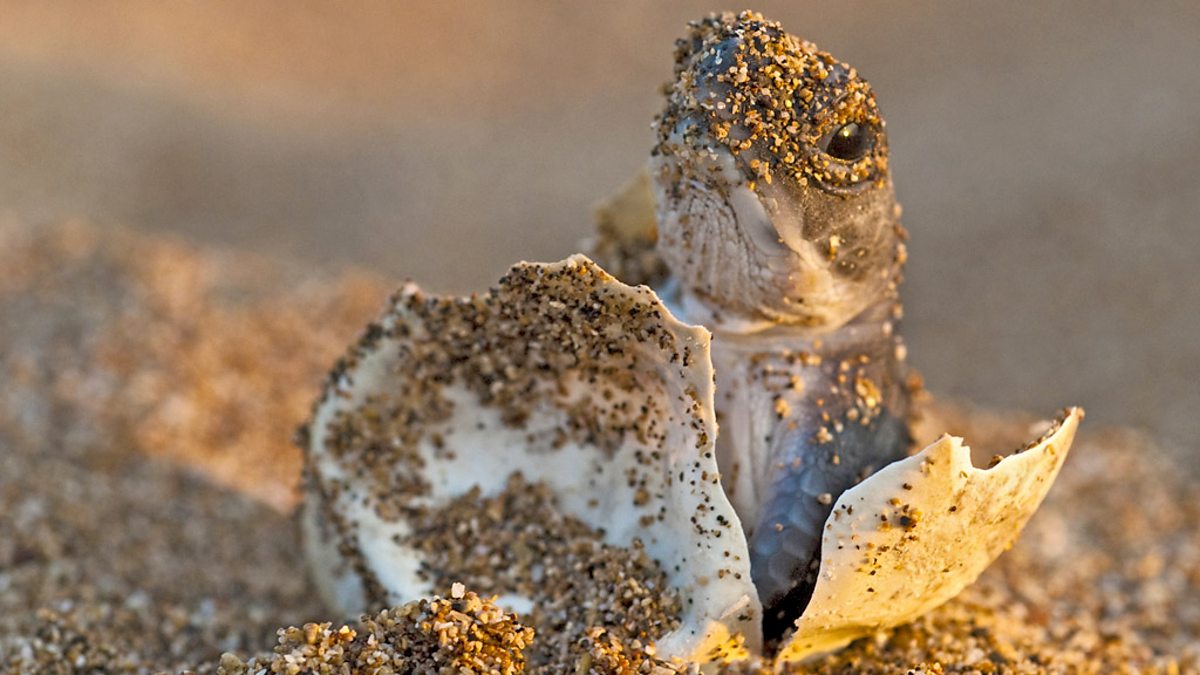 BBC One - Africa, Cape