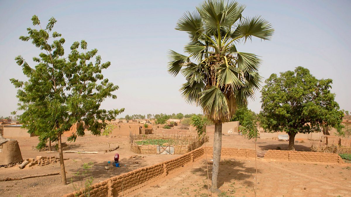 BBC Radio 4 - The Food Programme, Forest foods, Africa's secret ingredients
