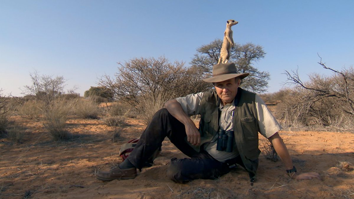 BBC Two - Natural World, 2013-2014, Meerkats: Secrets of an Animal ...