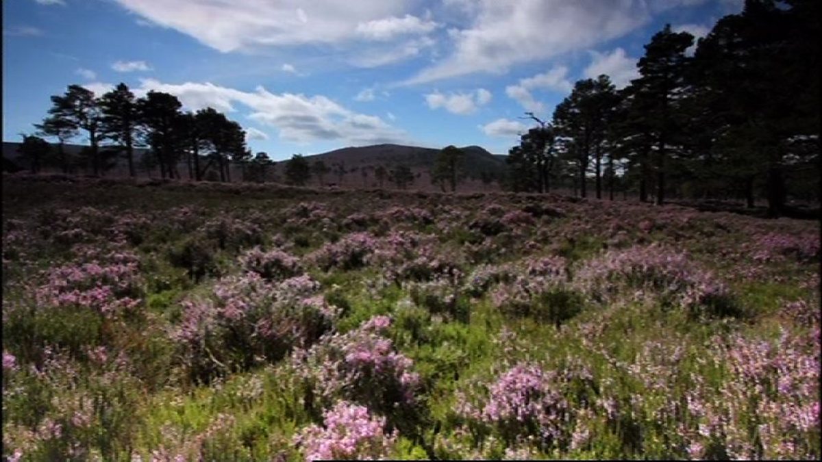 BBC One - The Great British Year, Original Series, Summer, Heather weather