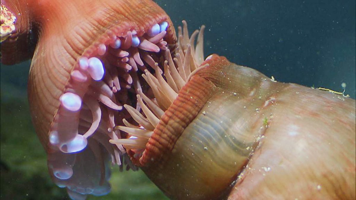 BBC Two - Rock Pool Survivors