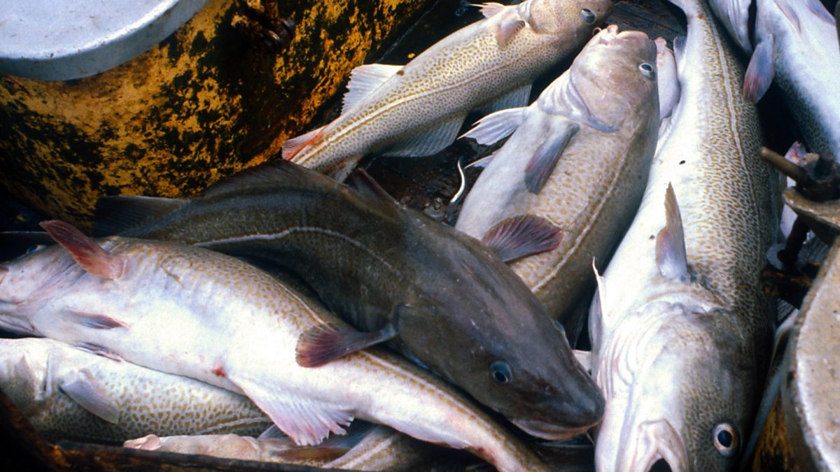 BBC Radio 4 - Costing the Earth, Fish - The Next Fight