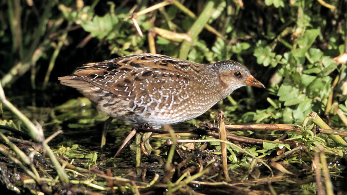 BBC Radio 4 - Tweet of the Day, Spotted Crake
