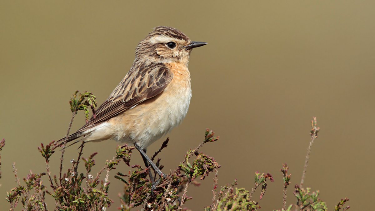BBC Radio 4 - Tweet of the Day, Whinchat
