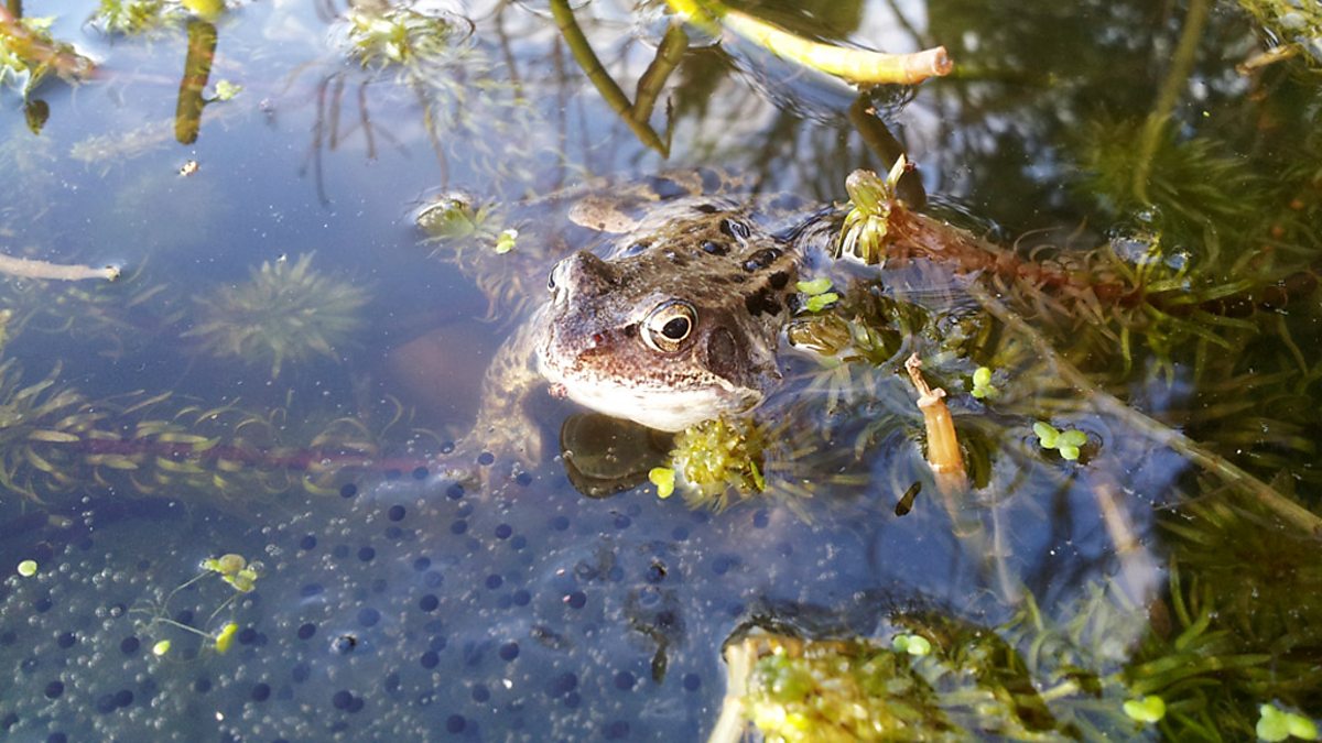 BBC Radio 4 Extra - A Guide to Garden Wildlife, 2. Ponds