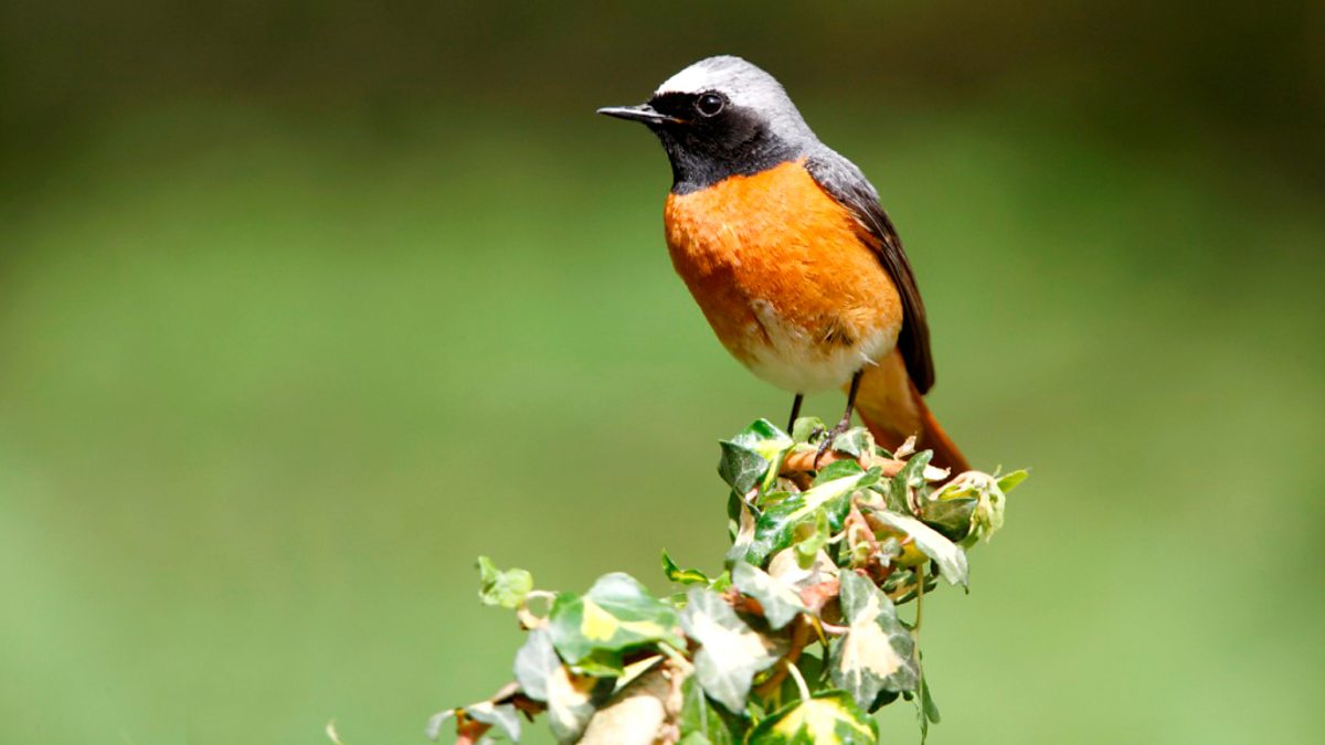 BBC Radio 4 - Tweet of the Day, Common Redstart