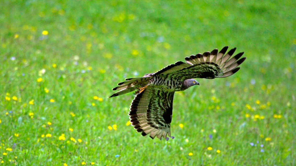 BBC Radio 4 - Tweet of the Day, Honey Buzzard