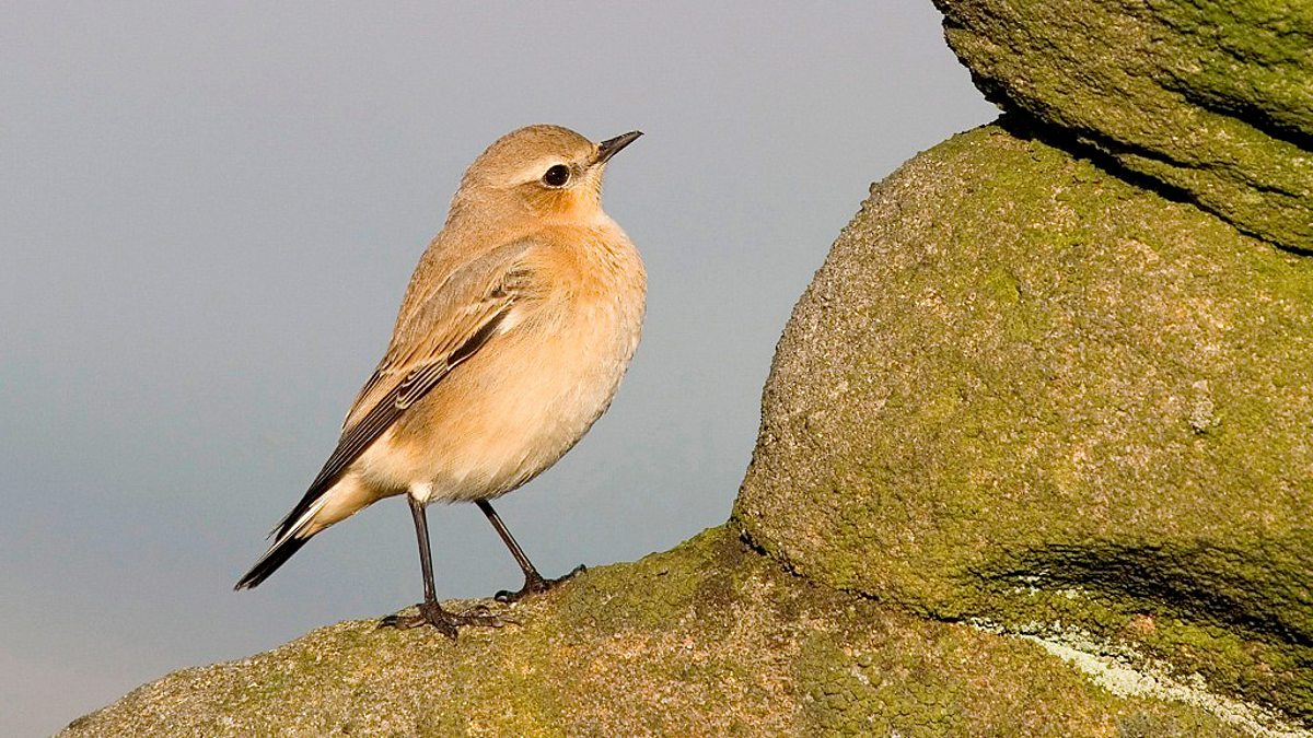 BBC Radio 4 - Tweet of the Day, Northern Wheatear