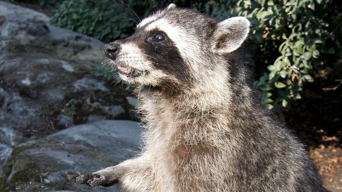 Deadly 60 - Series 2: 3. Vancouver - BBC iPlayer