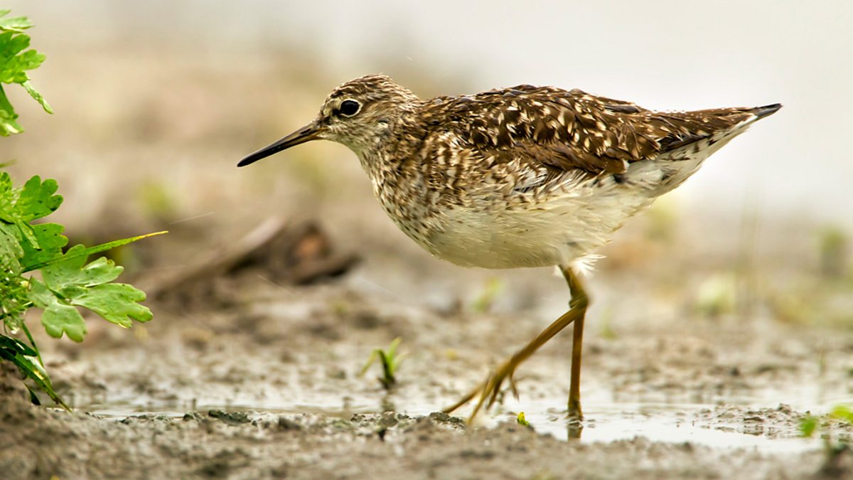 BBC Radio 4 - Tweet of the Day, Wood Sandpiper