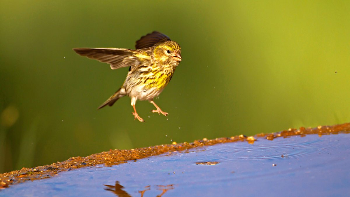 BBC Radio 4 - Tweet of the Day, Serin