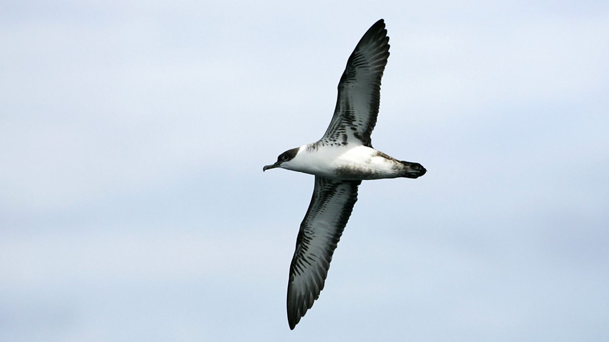 BBC Radio 4 - Tweet of the Day, Great Shearwater