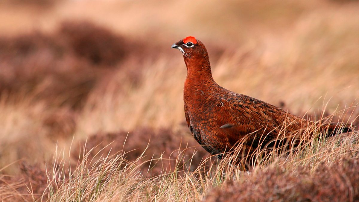 BBC Radio 4 - Tweet of the Day, Red Grouse