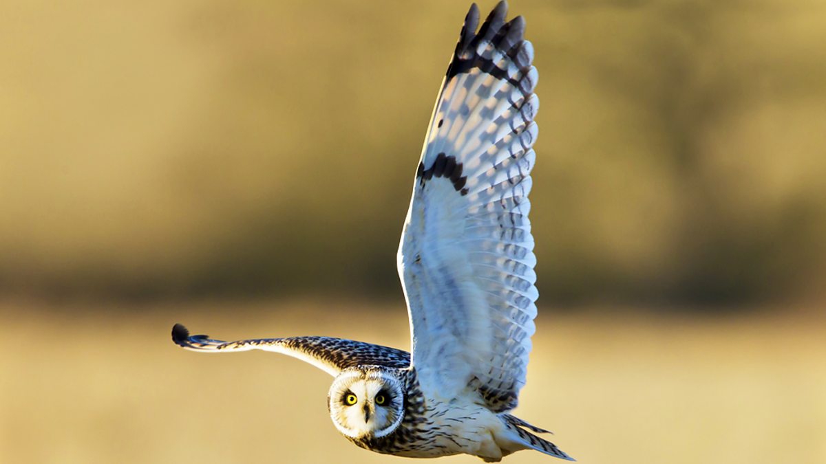 BBC Radio 4 - Tweet of the Day, Short-Eared Owl