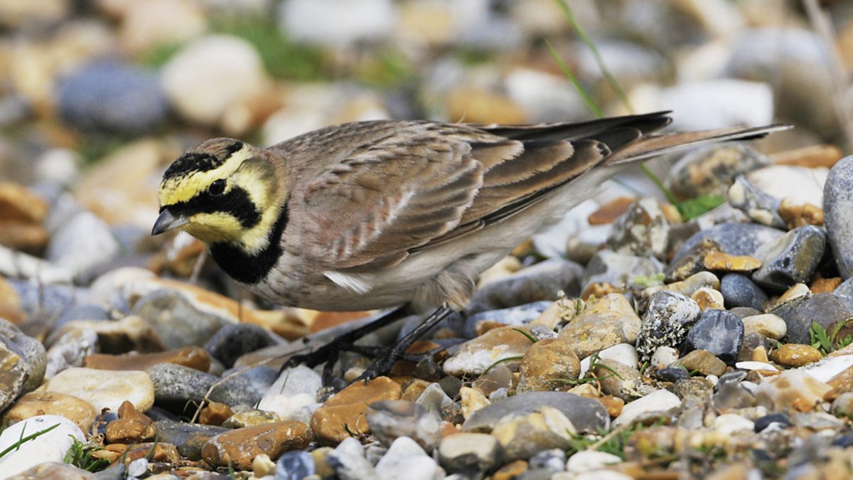 BBC Radio 4 - Tweet of the Day, Shore Lark
