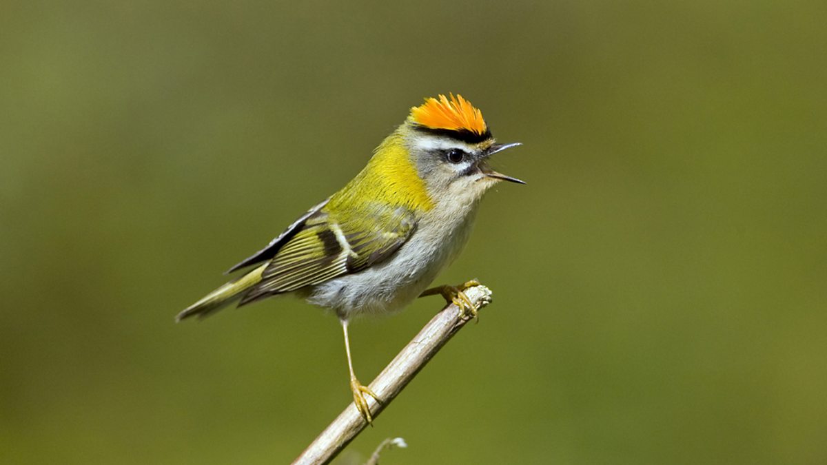 BBC Radio 4 - Tweet of the Day, Firecrest