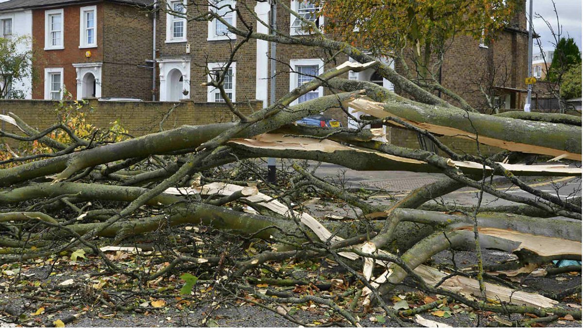 BBC Radio 5 Live - Shelagh Fogarty, 28/10/2013, East London tree fall ...