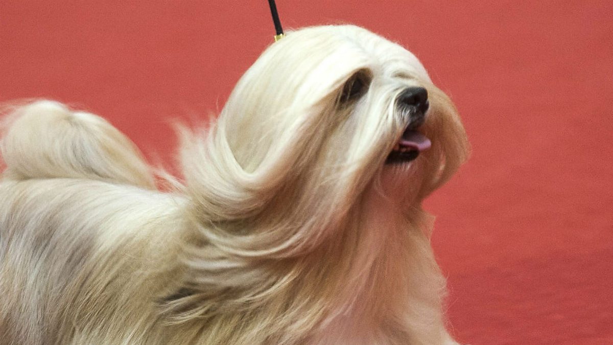 BBC Radio 5 Live - 5 Live Drive, 29/10/2013, US dog lover pays $50k to ...