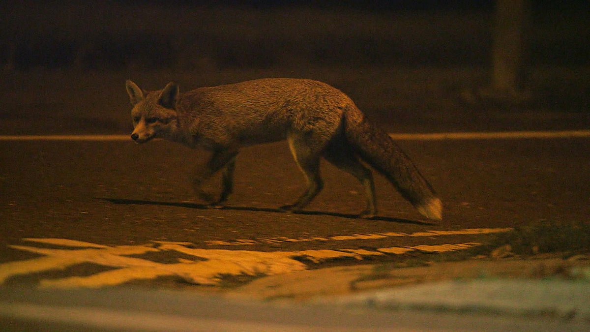 BBC Two - Autumnwatch, Urban fox diary: Part 1
