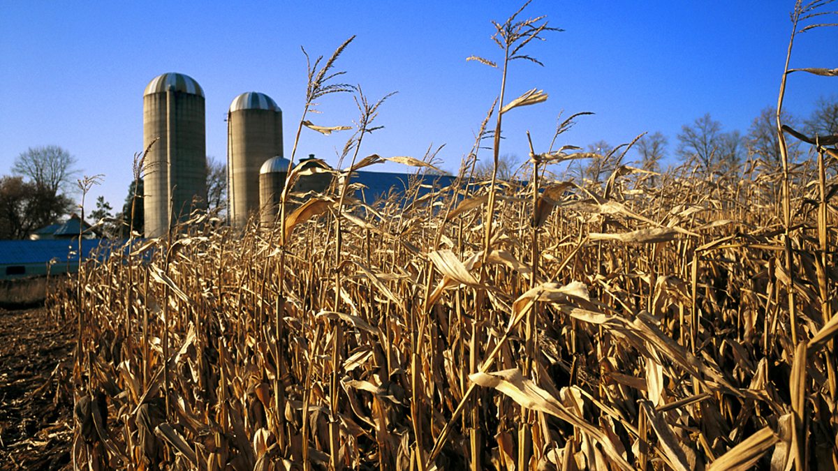 BBC Radio 7 - Children of the Corn