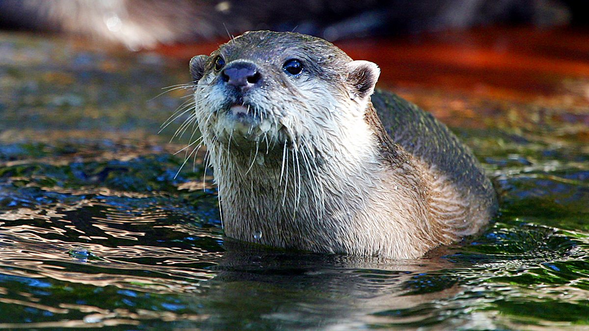 BBC Two - An Otter in the Family