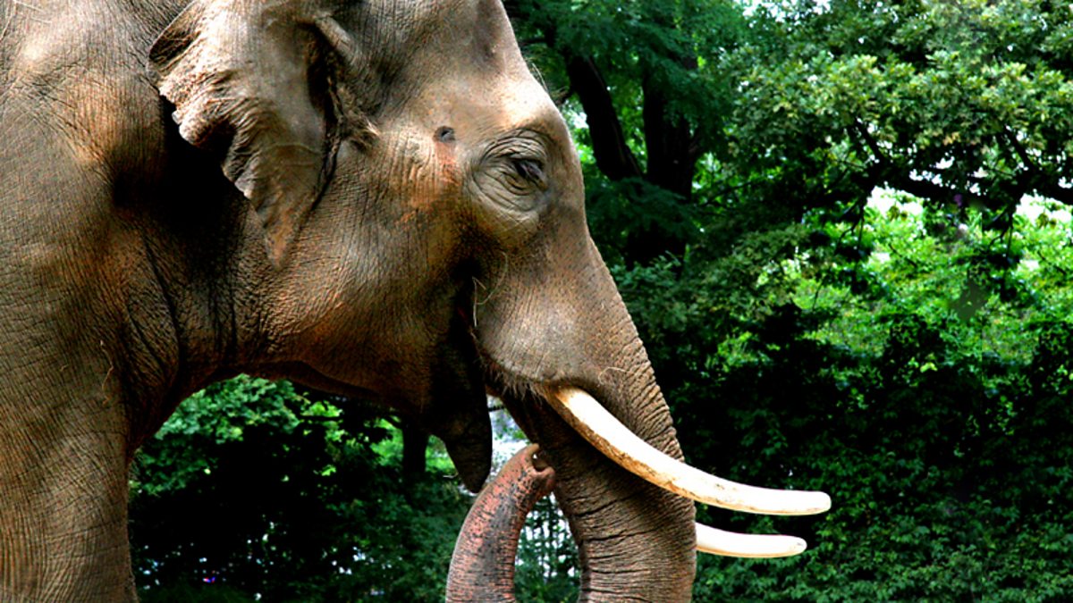 BBC Radio 4 - Afternoon Reading, Big Charlie - Episode guide