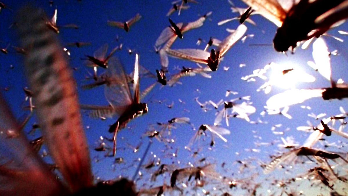 BBC One - Swarm: Nature's Incredible Invasions