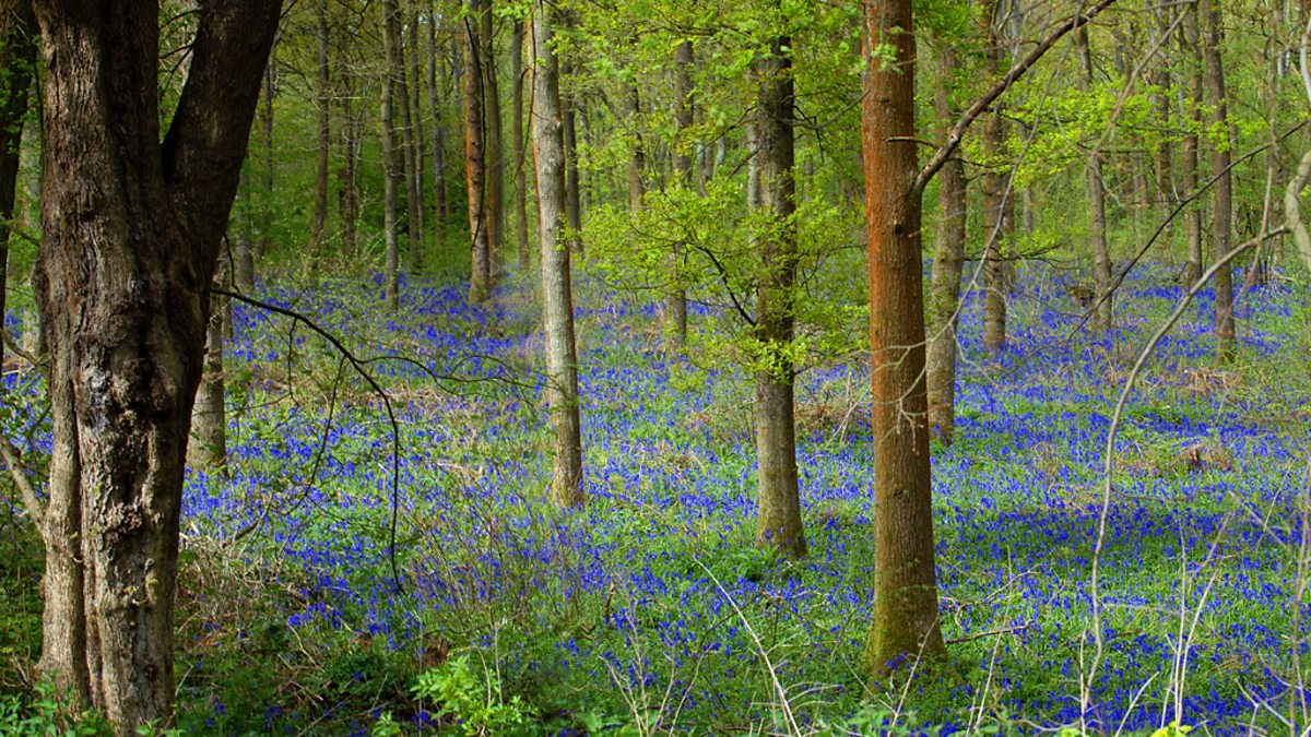 BBC Radio 4 Extra - Roger Deakin - Wildwood: A Journey Through Trees