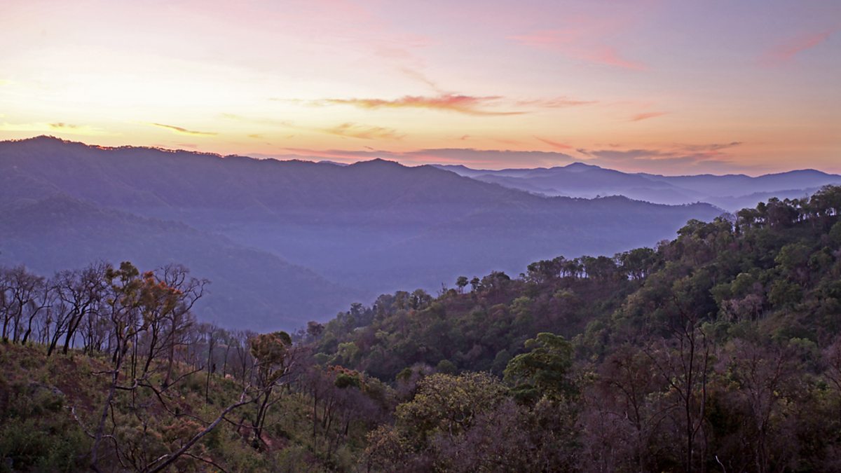 BBC Two - Wild Burma: Nature's Lost Kingdom, Bamboo forest
