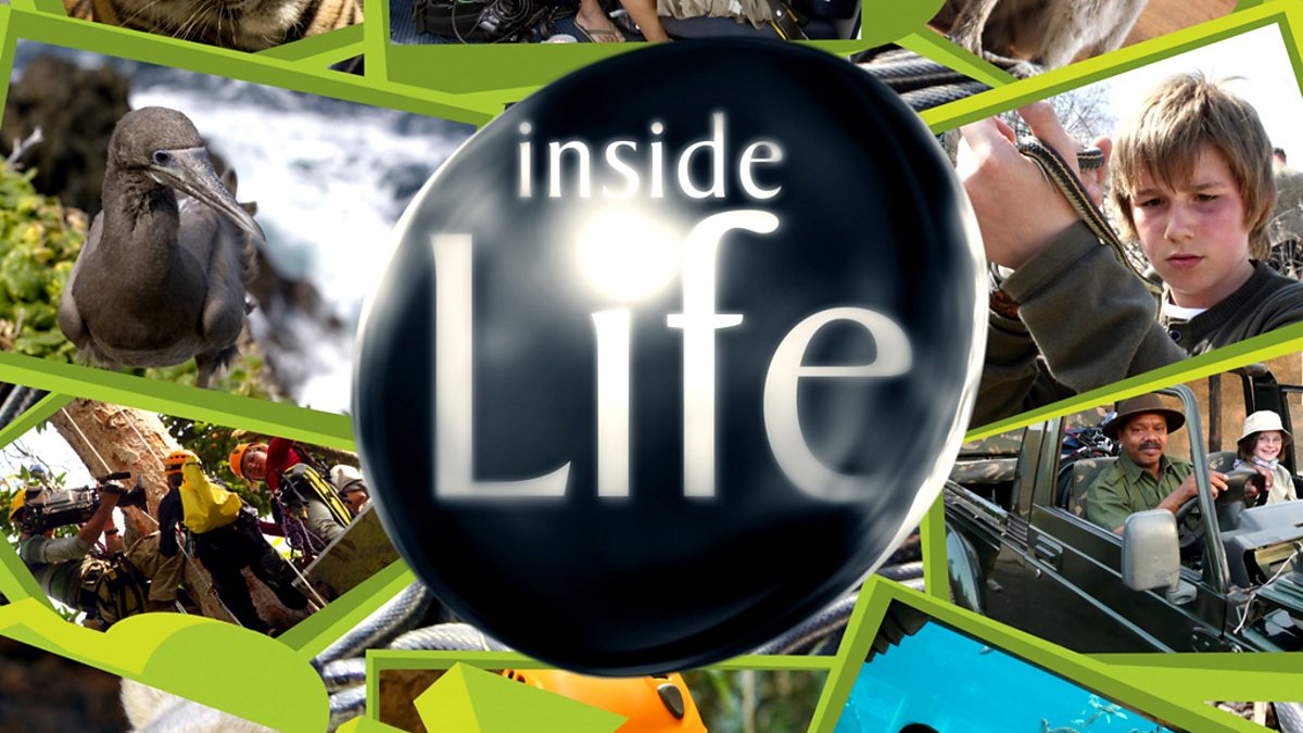 CBBC - Inside Life