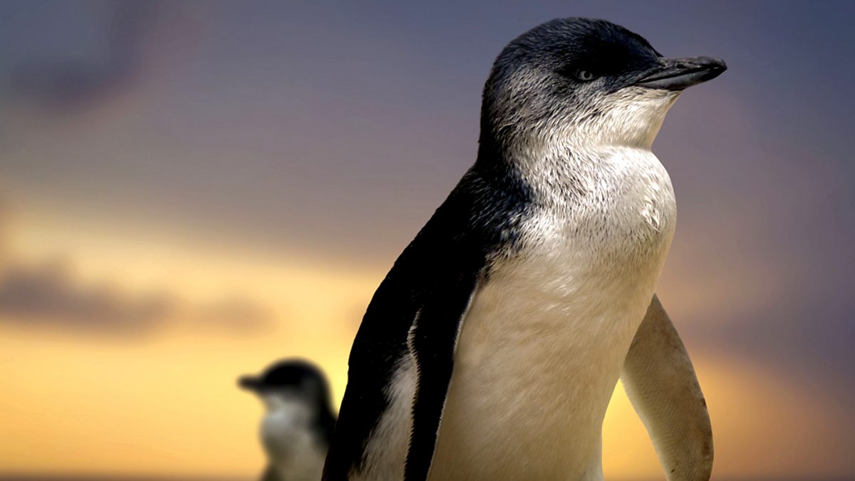 BBC One - Penguin Island