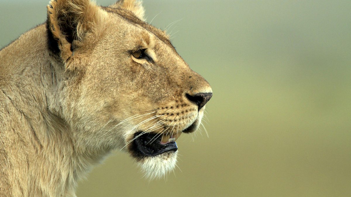 BBC Two - The Truth about Lions