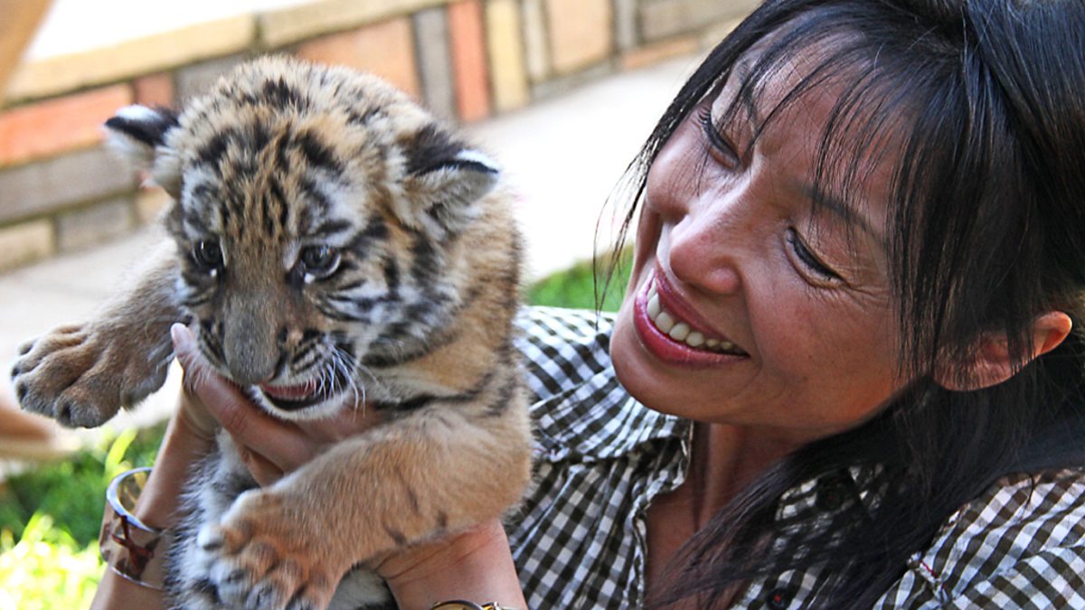 BBC Radio 4 - Return of the South China Tiger