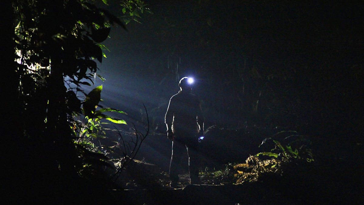 BBC Two - The Dark: Nature's Nighttime World