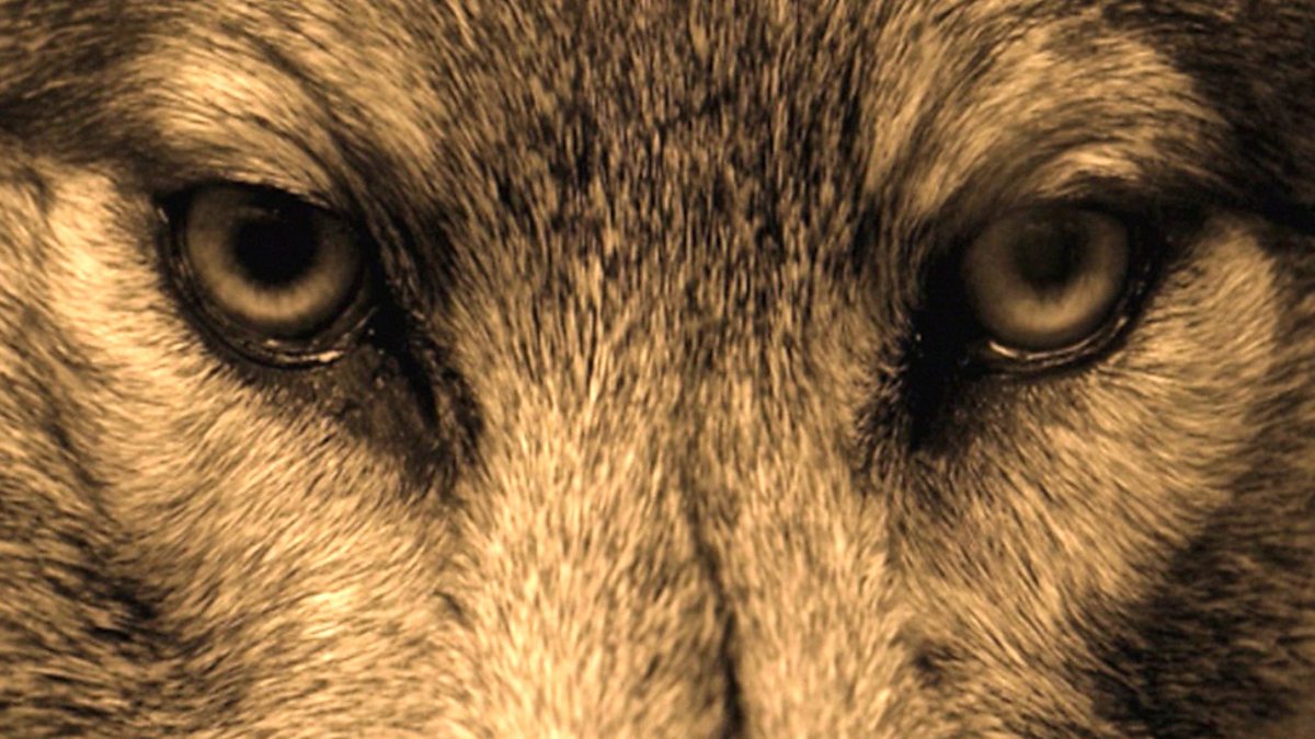 BBC Two - Wolfland