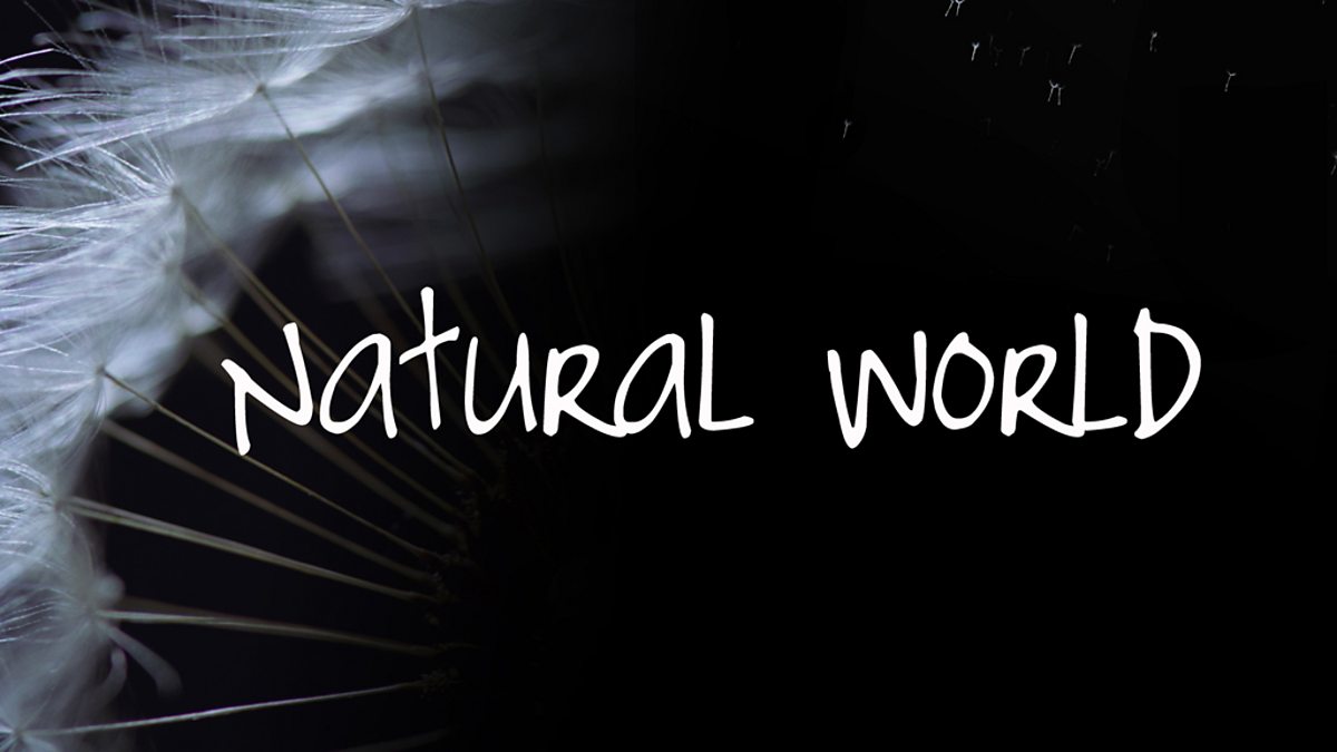 BBC Two - Natural World, 2009-2010