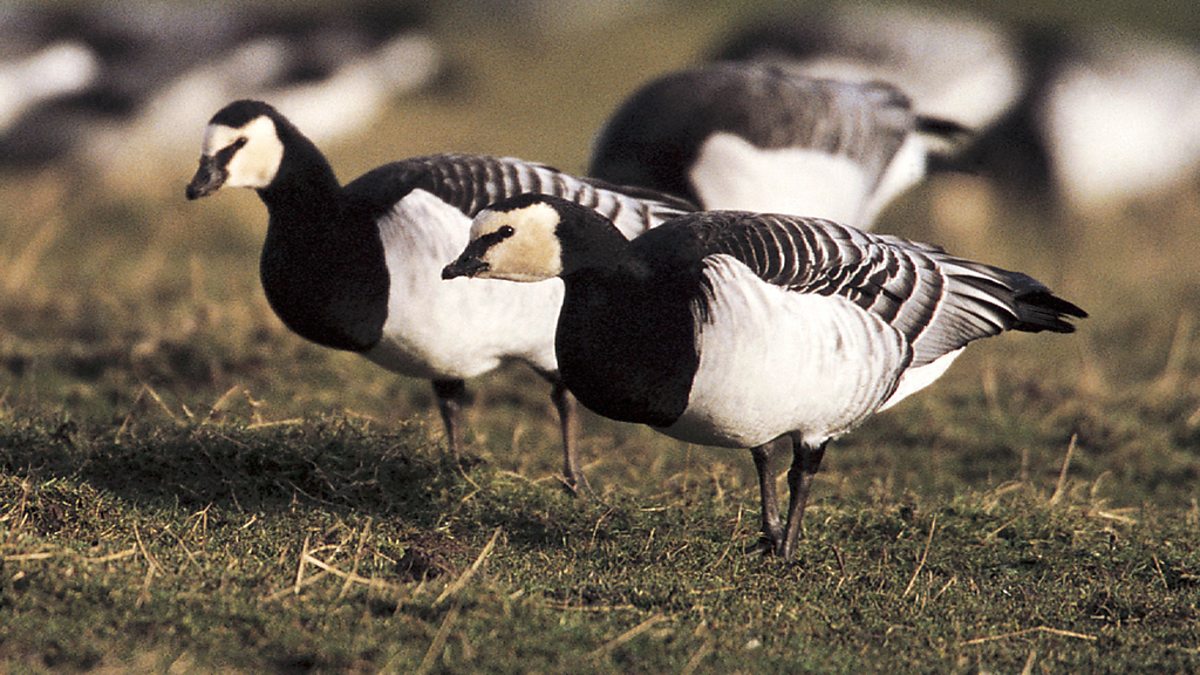 BBC Radio 4 - Tweet of the Day, Barnacle Goose