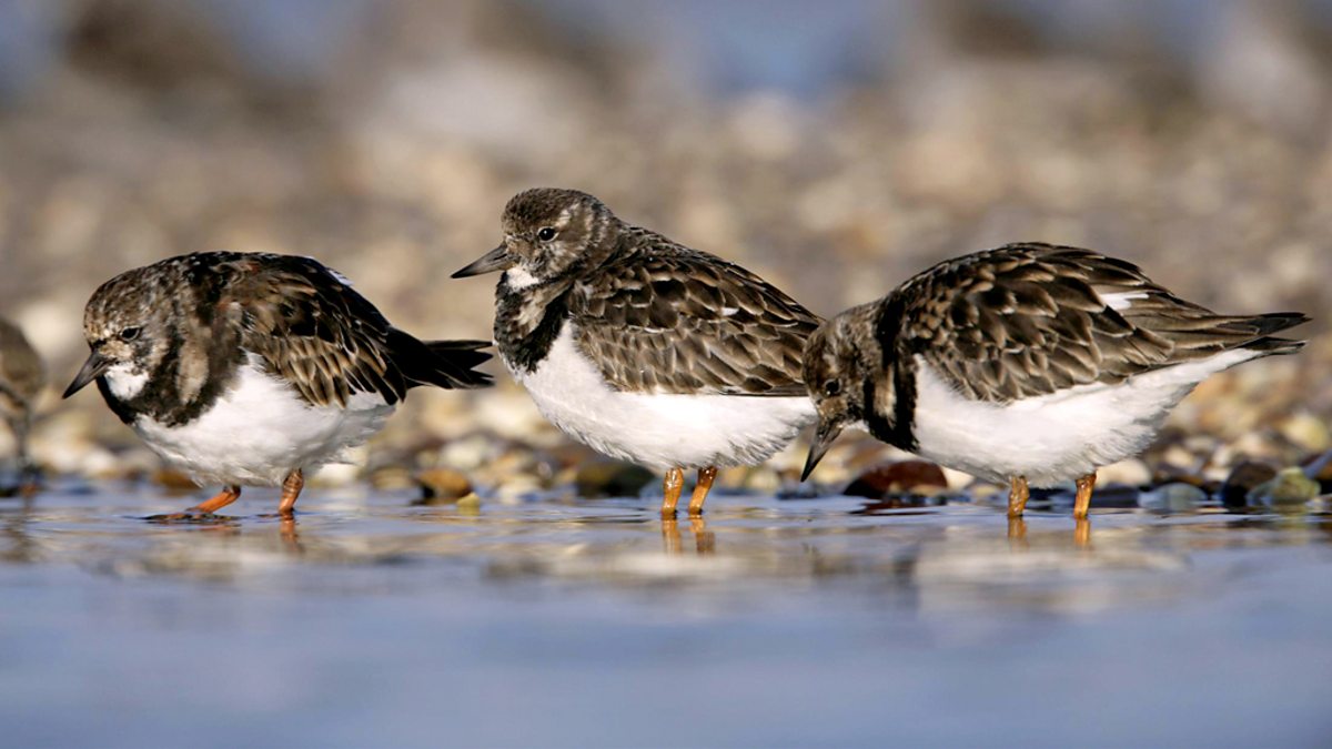 BBC Radio 4 - Tweet of the Day, Wader roost