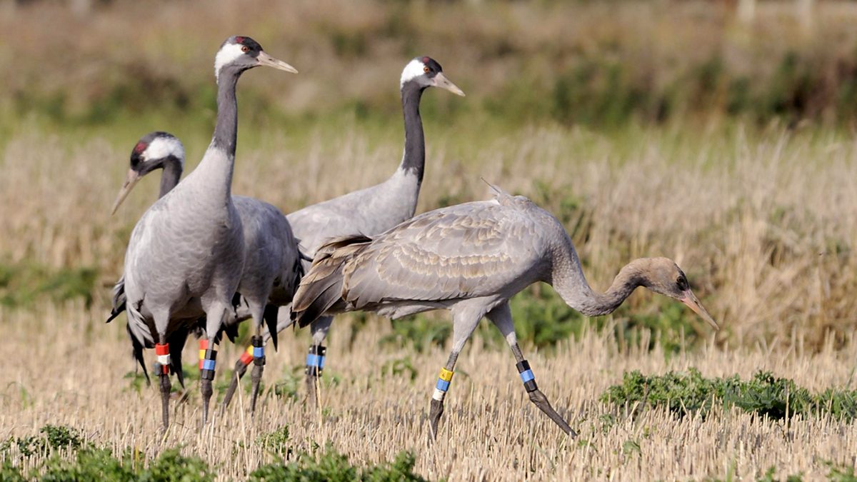 BBC Radio 4 - Tweet of the Day, Common Crane
