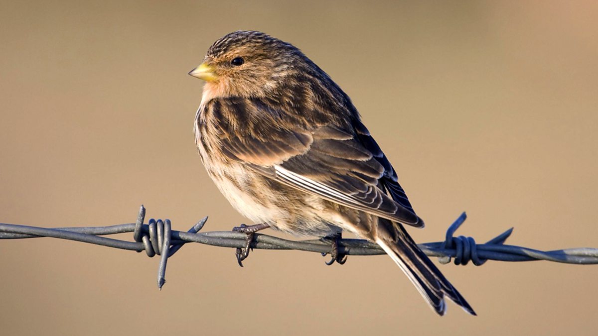 BBC Radio 4 - Tweet of the Day, Twite