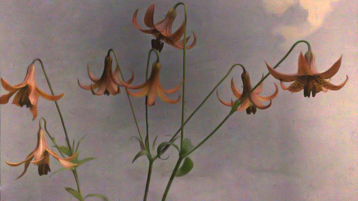 BBC Radio 3 - The Radio 3 Documentary, Making an Entrance - Asian ...