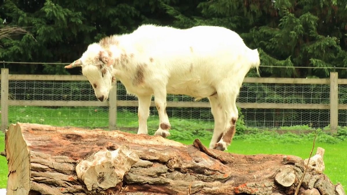 BBC Two - Strictly - It Takes Two, Series 11, Episode 31, Gary The Goat
