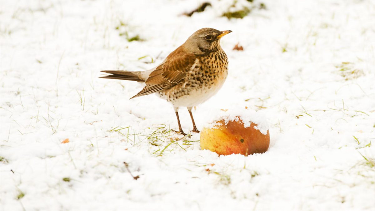 BBC Radio 4 - Tweet of the Day, Fieldfare
