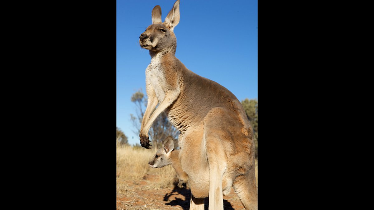 BBC Two - Episode 5 - Kangaroo Dundee - Kangaroo Dundee - In Pictures