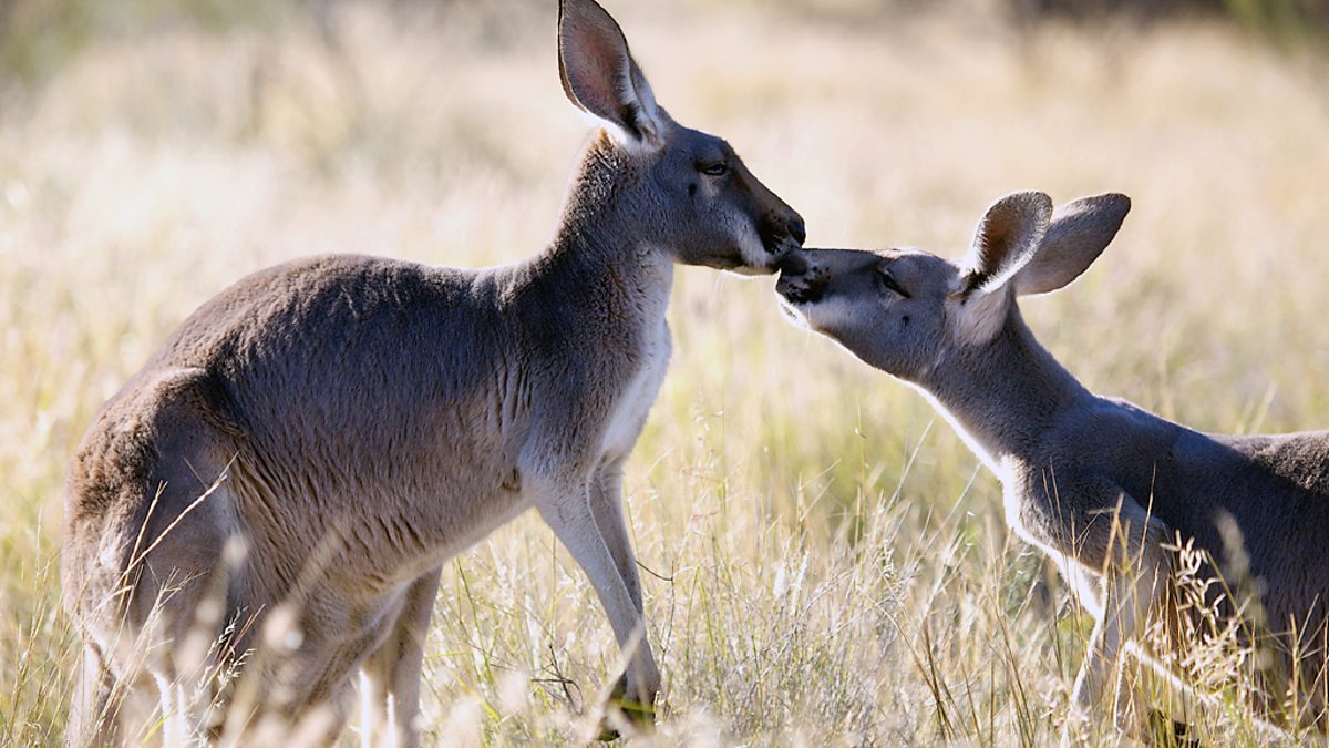 BBC Two - Episode 4 - Kangaroo Dundee - Kangaroo Dundee - In Pictures
