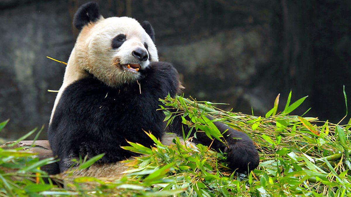 BBC News - Fast Track, 23/11/2013 GMT, Meeting Chengdu's giant pandas