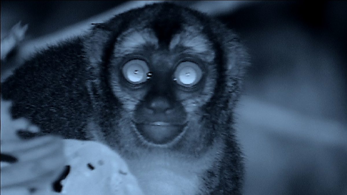 BBC Two - The Dark: Nature's Nighttime World, Amazon Flooded Forests ...